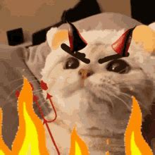 Gatu GIF - Gatu - Discover & Share GIFs