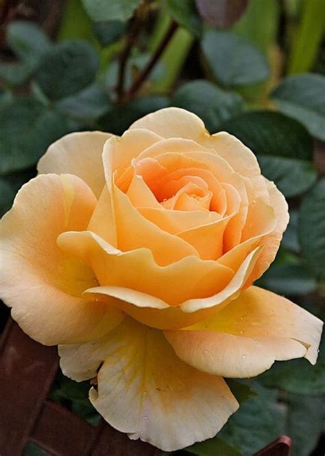 Cappuccino hybrid tea rose ~ The Queen of Flowers ~ Gardening Stuff ...