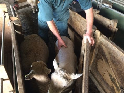 Ewe Body condition scoring Anexa
