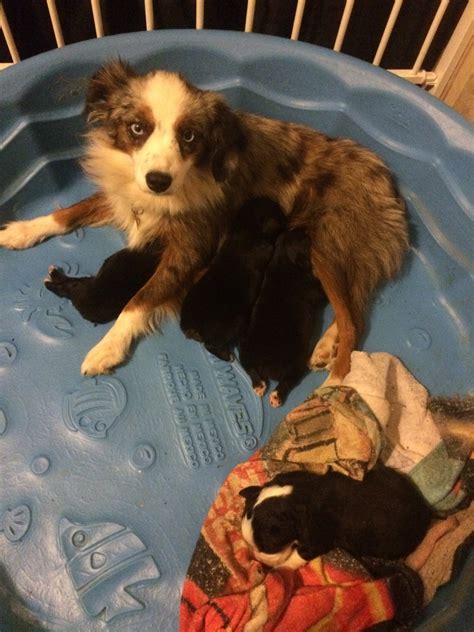 What Are Good Toys For Australian Shepherds at Victoria Gregory blog