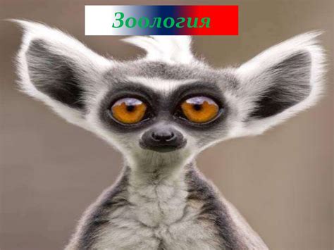 Происхождение биологических терминов - презентация онлайн