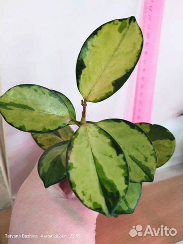 Хойя Аустралис Лиза купить в Санкт-Петербурге | Товары для дома и дачи ...