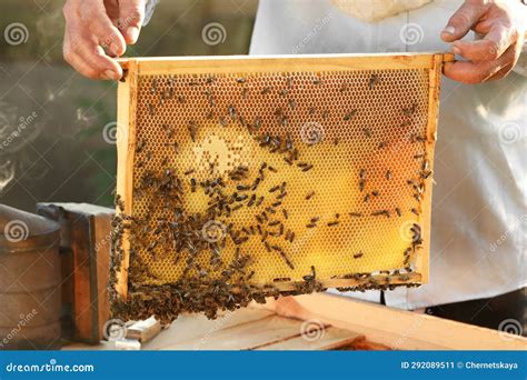 Beekeeper Tomando Marco De La Colmena En El Cierre De Colmenas Imagen de archivo - Imagen de ...