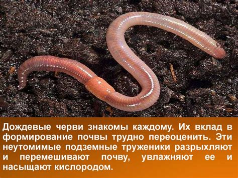 Дождевые черви - презентация онлайн