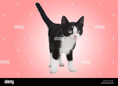 black and white kitten Stock Photo - Alamy