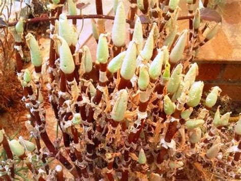 Митрофиллум - Mitrophyllum, размножение, уход, посадка, выращивание, фото