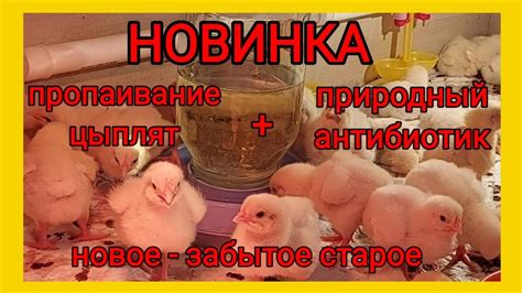 Пропаивание цыплят с первых дней жизни. Природный антибиотик Лозекорм ...