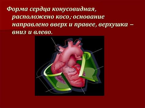 Сердце. Анатомия и физиология - презентация онлайн