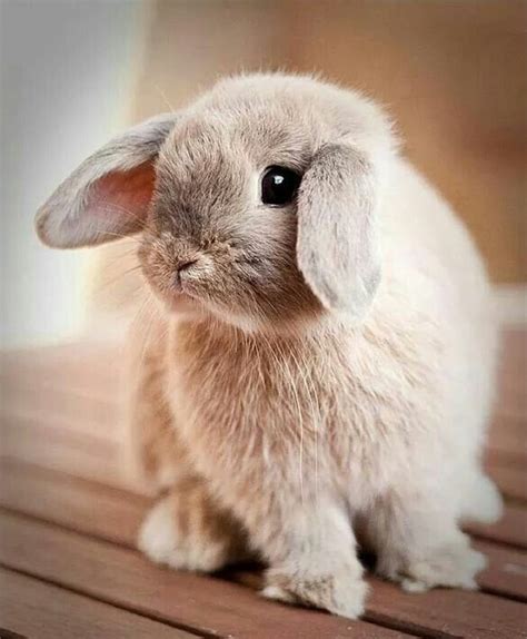 Quyonlar rasmlari (100 fotosurat) • Qiziqarli rasmlar