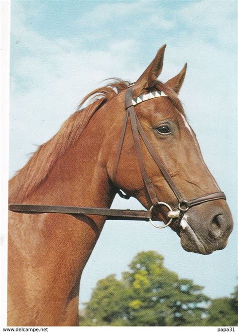 Paarden - Une Tête de Cheval