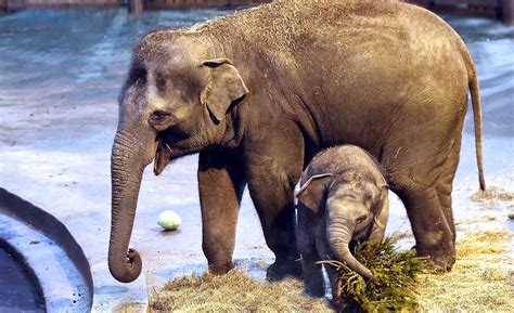 What are the most popular zoos in Russia?