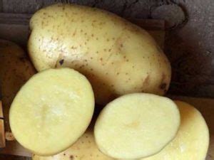Картофель Бриз: описание сорта, характеристика, фото, отзывы | qlumba.com