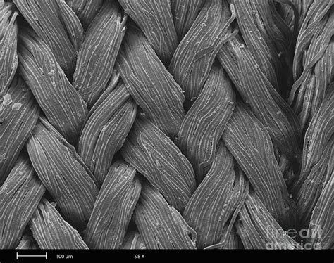 Sem, Fastskin Fabric Photograph by Ted Kinsman | Pixels