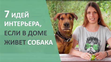 Кто хочет собаку? Идеи и лайфхаки для собаки. - YouTube