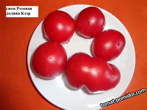 гном Розовая долина Клэр 22.08_.jpg - Альбомы - tomat-pomidor.com