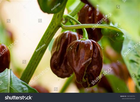 264 Pepper chocolate habanero Images, Stock Photos & Vectors | Shutterstock