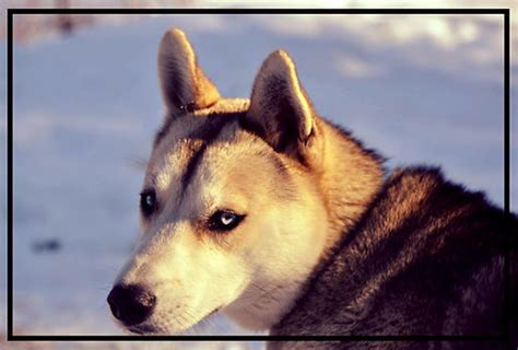 THE SEPPALA SIBERIAN | coldmountainsiberian