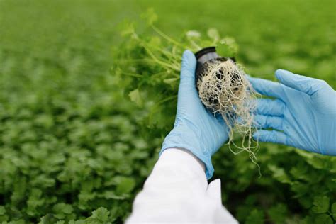Benefits of Kelpak biostimulants