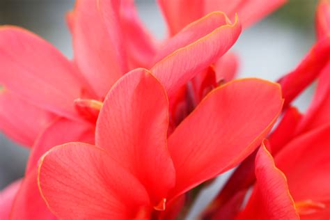 Canna-Samen » Zum Keimen bringen und aussäen