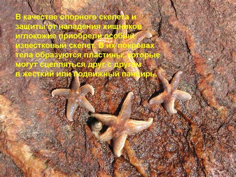 Тип Иглокожие – общая характеристика - презентация онлайн