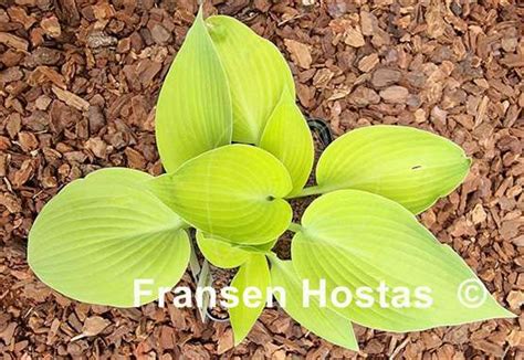 Hosta Sunny Halcyon - Fransen Hostas
