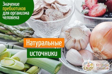 Пребиотики: источники и список препаратов