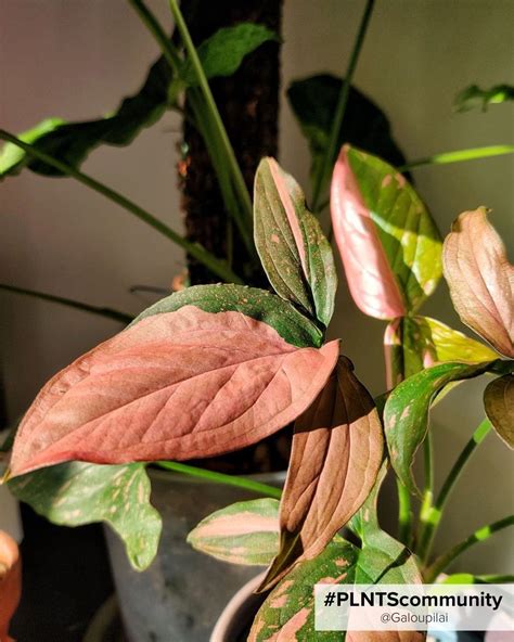 Syngonium Pink Splash M online kopen | PLNTS.com