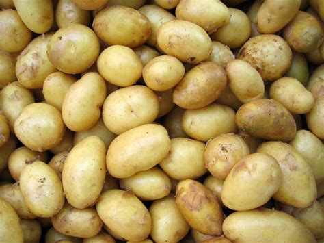 Pomme de terre nouvelles - Ferme Au temps de la source