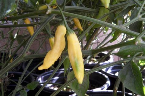 Aji Pineapple Hot Pepper Seeds | Super Hot Chiles