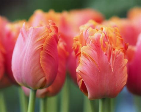 Tulip 'Amazing Parrot' bulbs — Buy online at Farmer Gracy UK