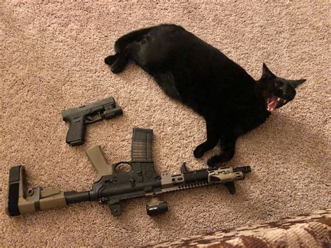 Come to take his gat and this cat will attack. : r/Gatcat