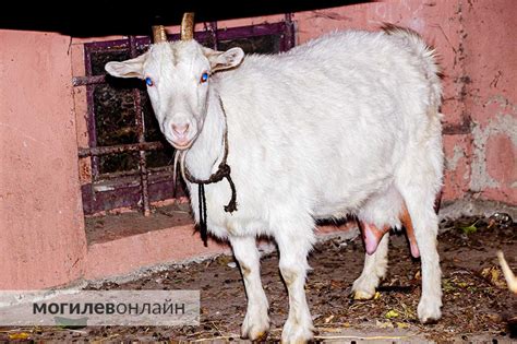 В Могилеве под балконом живет… коза