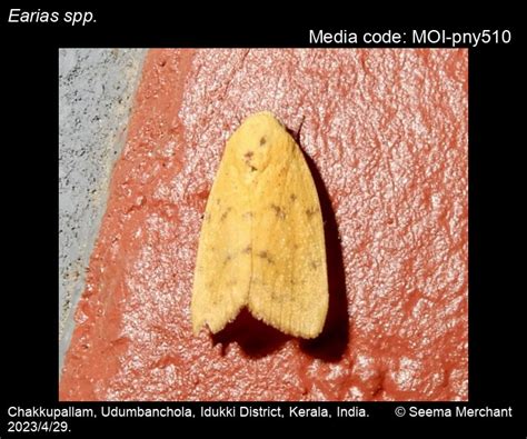 Earias spp. Hübner, [1825] - | Moths