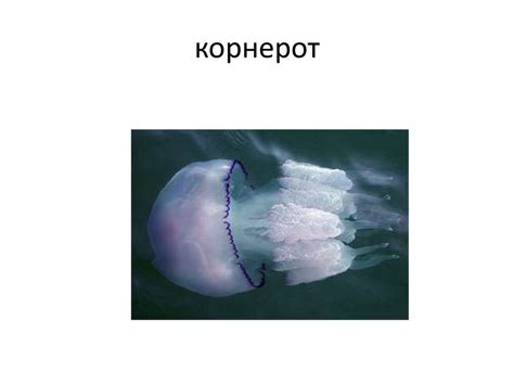Контрольная работа - online presentation