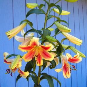Lily (Lilium 'Holland Beauty') in the Lilies Database - Garden.org