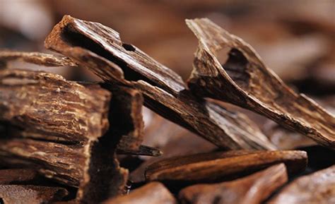 What is Oud?