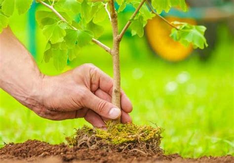 В Україні висадять 200 мільйонів дерев - ВСВІТІ