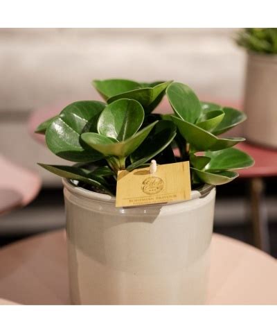 Πεπερόμια - Peperomia argyreia - airplants.gr