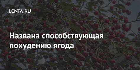 Названа способствующая похудению ягода: Еда: Из жизни: Lenta.ru
