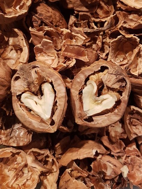 Walnuts Walnut Nuts - Free photo on Pixabay - Pixabay