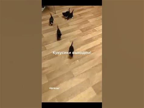 Кукусики выходим!🤗 - YouTube