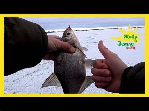 ЛОВЛЯ ЛЕЩА зимой. Бур, шарабан, удочка, РЫБА и Солнце! - YouTube
