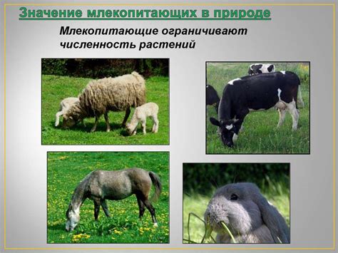 Многообразие млекопитающих, из роль в природе и жизни человека ...