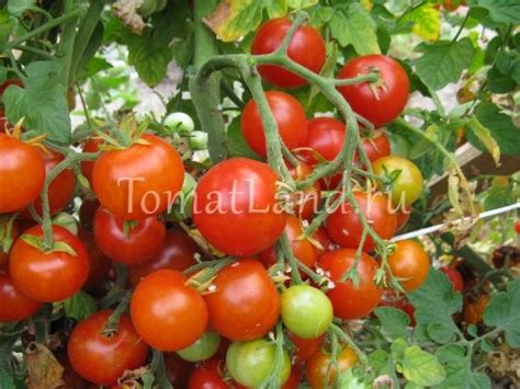 Томат Мексиканский мед: ОТЗЫВЫ, фото, урожайность | tomatland.ru