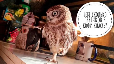 Кофе с совой и сверчками. Сколько вам ложечек доброты добавить? - YouTube