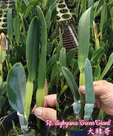 Rl. digbyana 'Green Giant' FCC/AOS (Орхідея, Каттлеї (роздрібні ціни ...