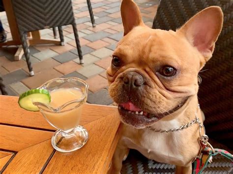 This Restaurant Has a Dog Brunch With Pet-Friendly Cocktails | Dog cafe ...