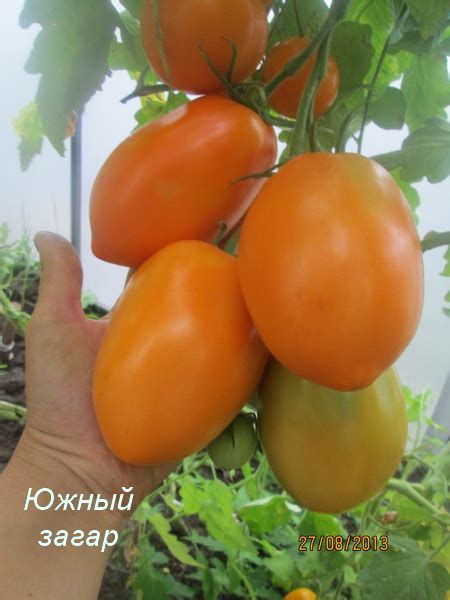 Томат Южный загар: описание сорта, ОТЗЫВЫ (30), фото | tomatland.ru