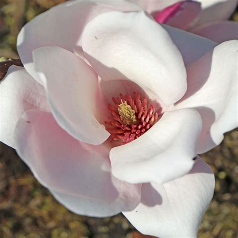 Magnolia 'Satisfaction' | SlovenskeTrvalky.sk