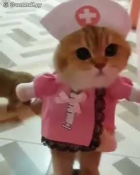 Кошка медсестра - YouTube